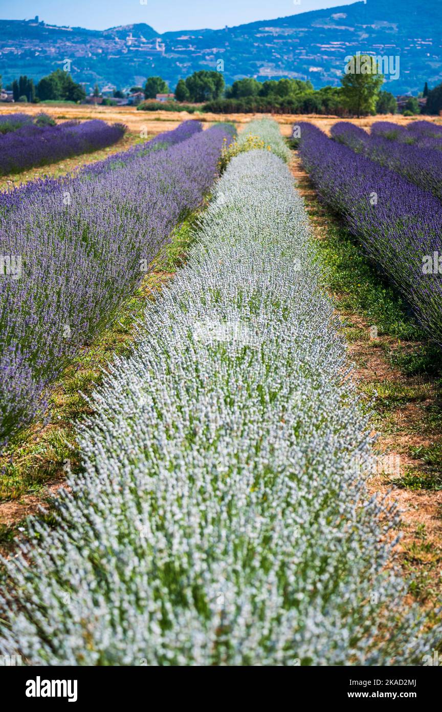 Cultivated fields and flowers on the slopes of Monte Subasio. Assisi ...