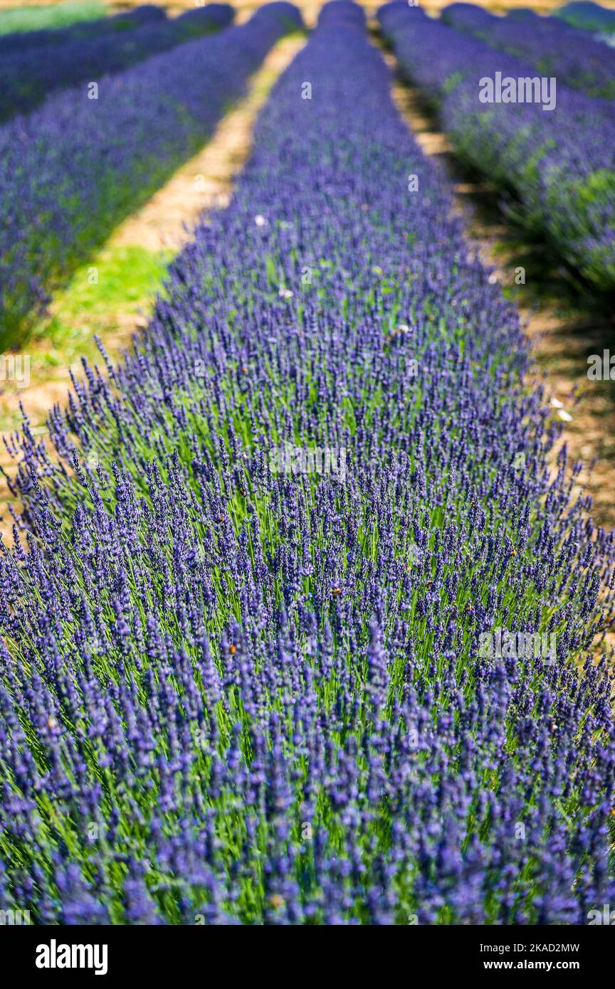 Cultivated fields and flowers on the slopes of Monte Subasio. Assisi ...