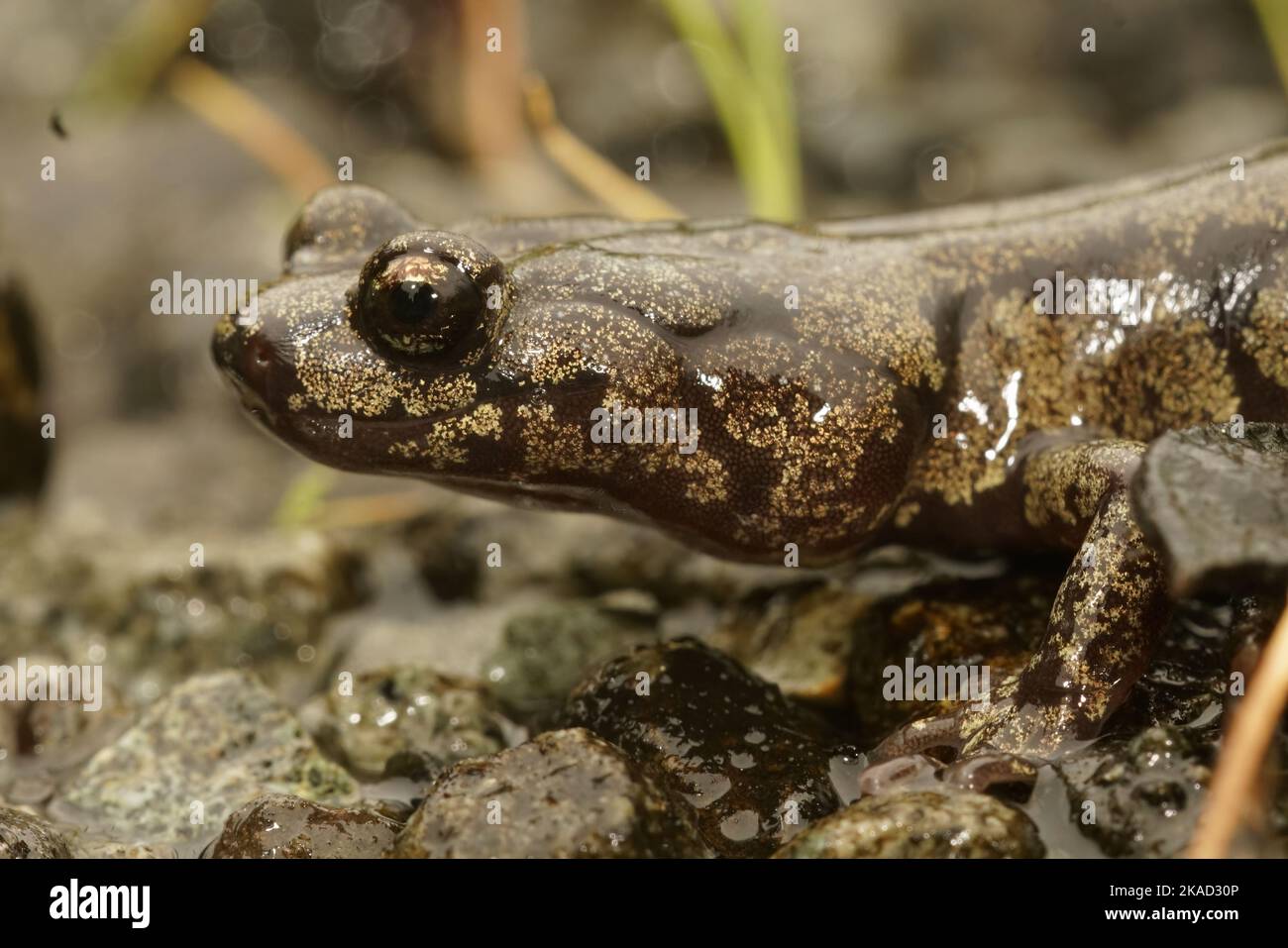 Detailed closeup on a gorgeous colored adult Clouded salamander ...