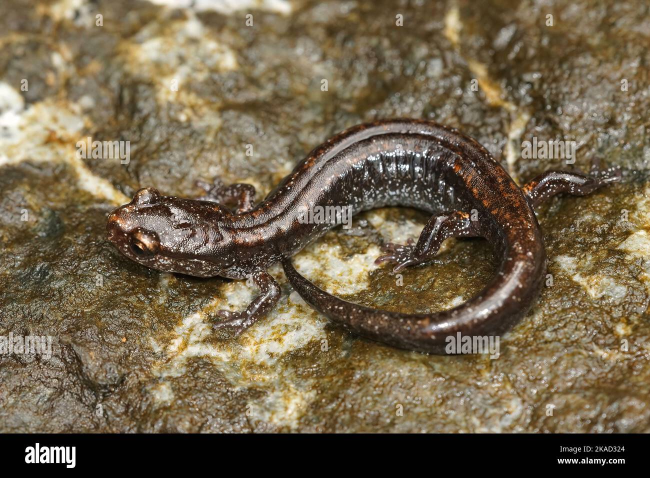 Closeup on the black form of the Western red-backed salamander ...