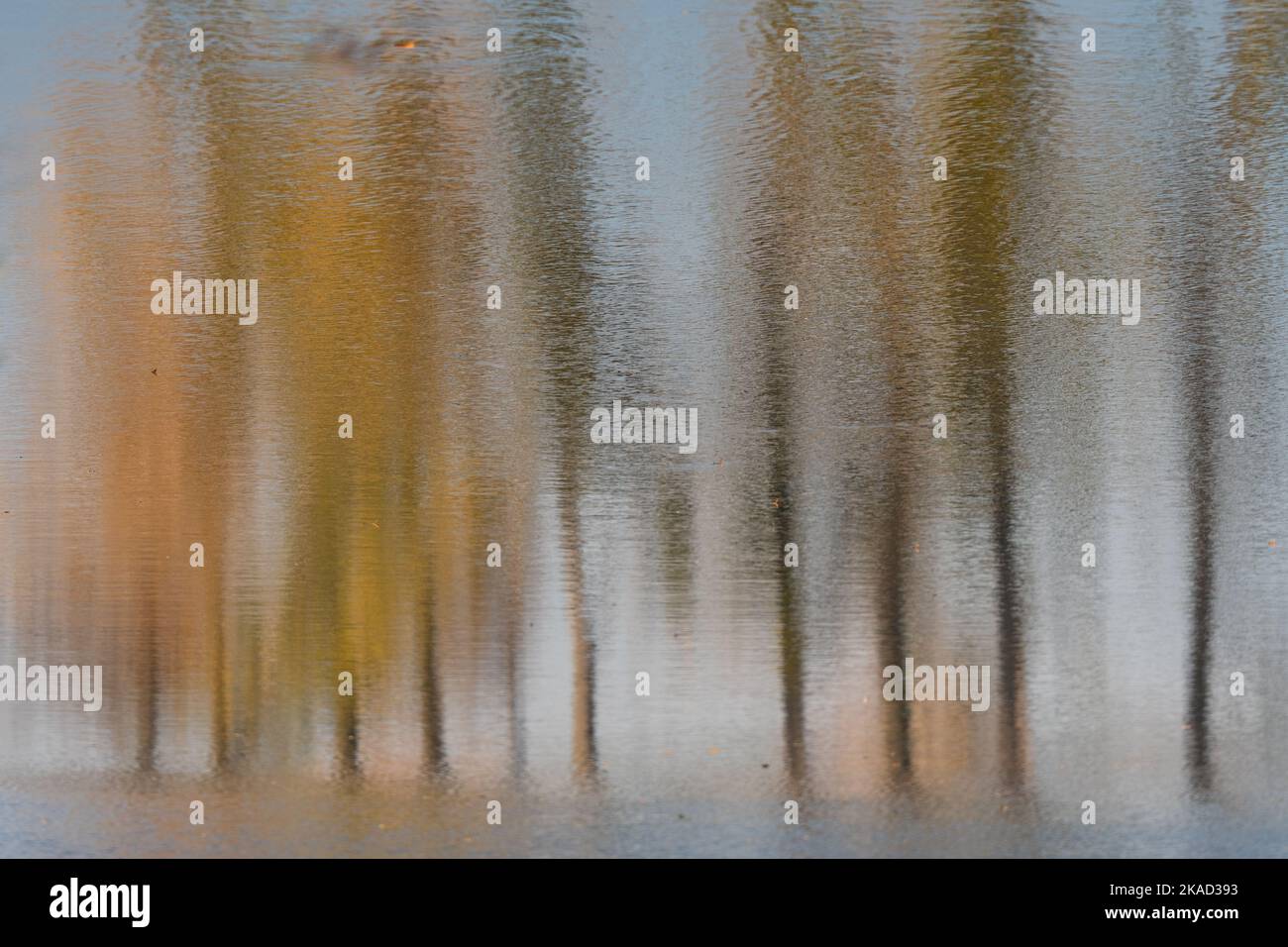 Trees with different colors hi-res stock photography and images - Alamy