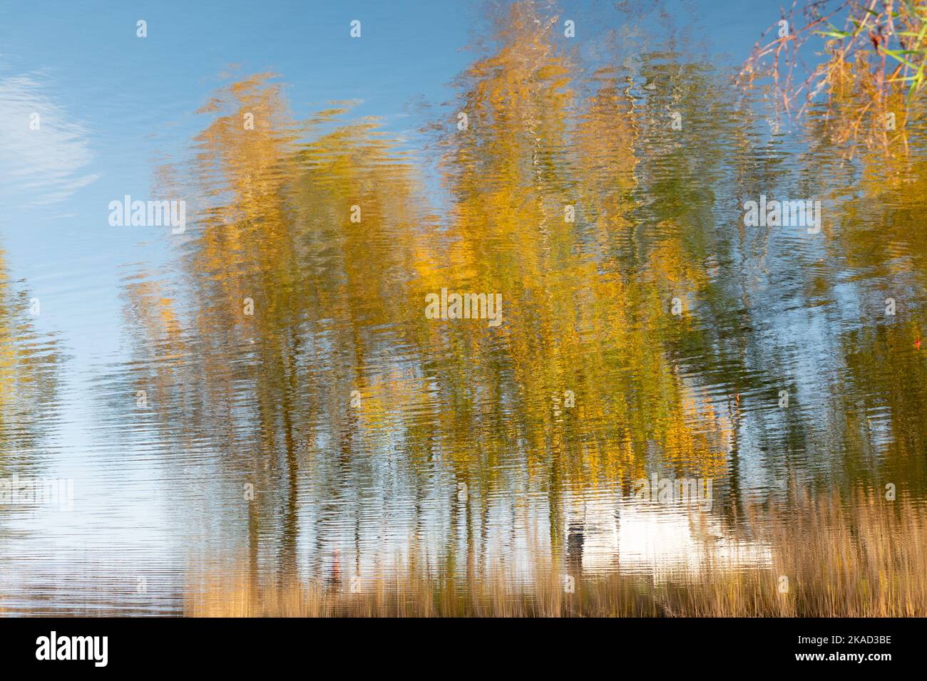 Trees of different colors of autumn reflected in the water. Photo ...
