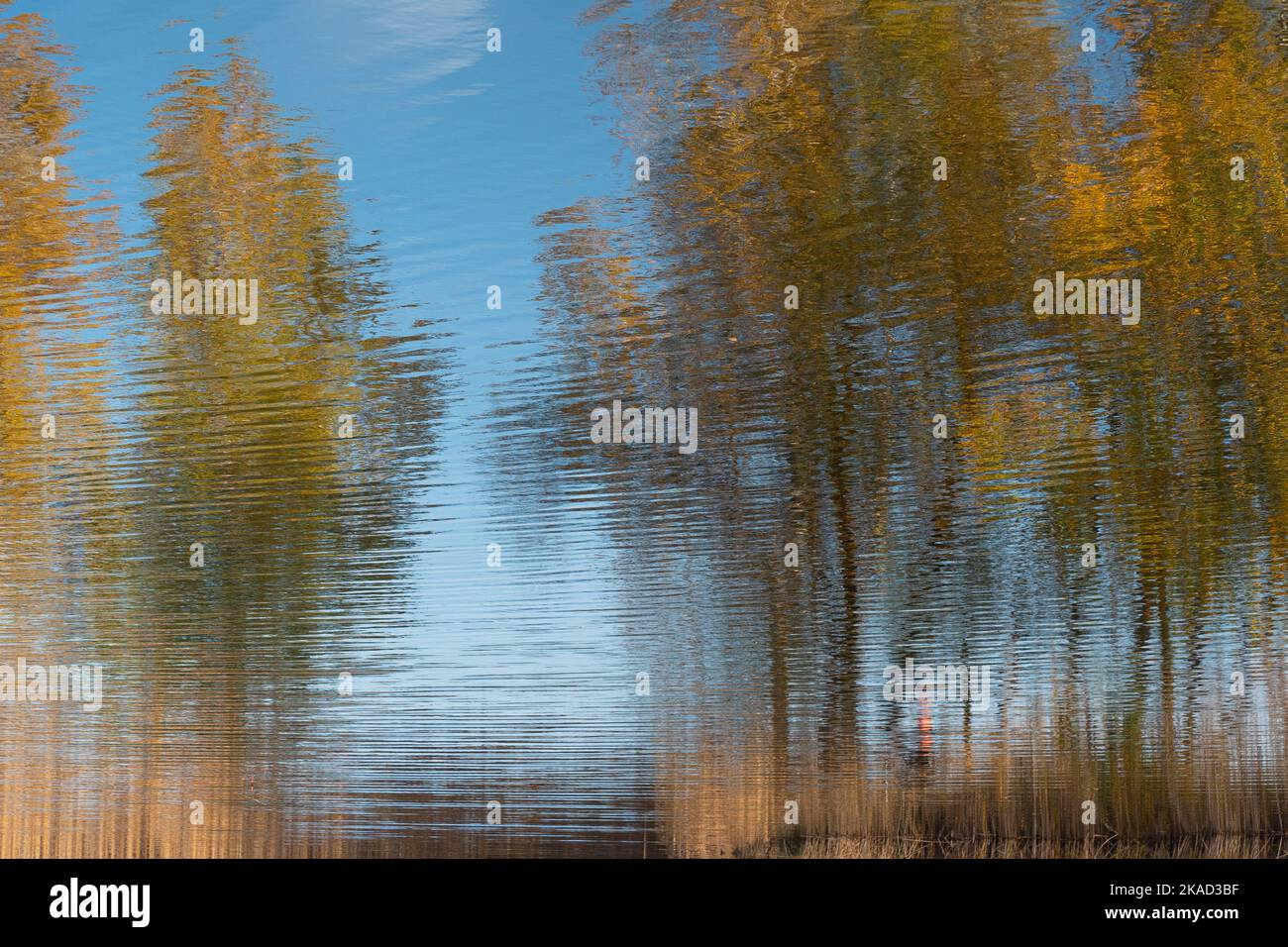 Trees of different colors of autumn reflected in the water. Photo ...