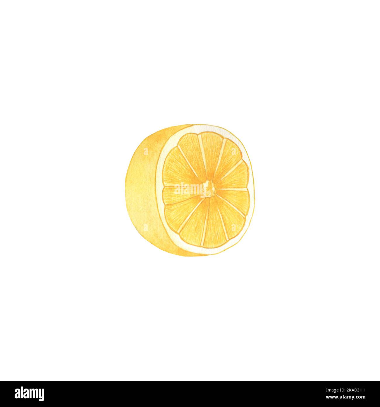 Watercolor lemon. Juicy half of the fruit on a white background ...