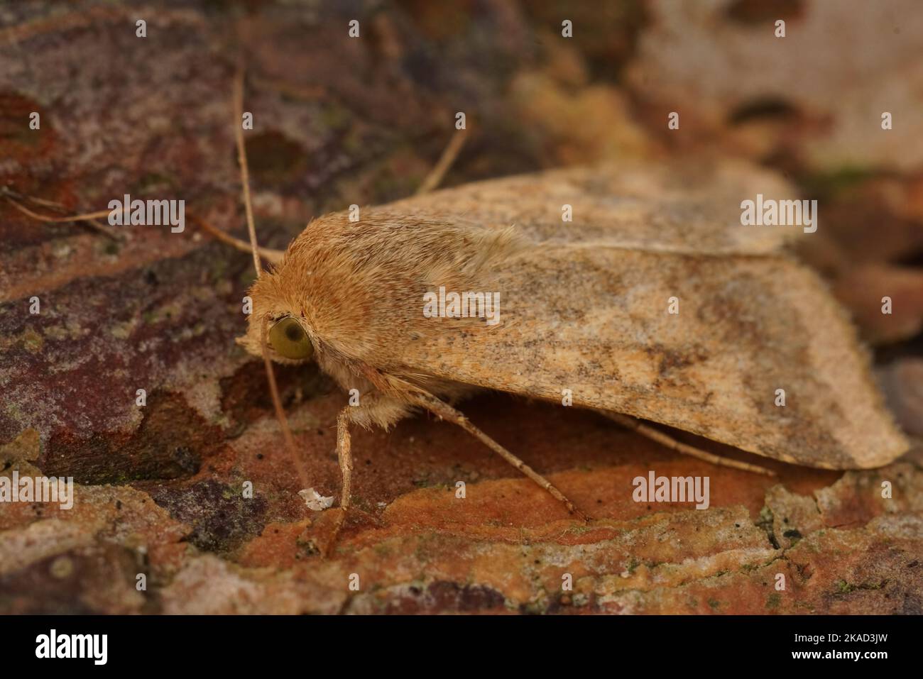 Detailed closeup on the Scarce Bordered Straw owlet moth, Helicoverpa ...