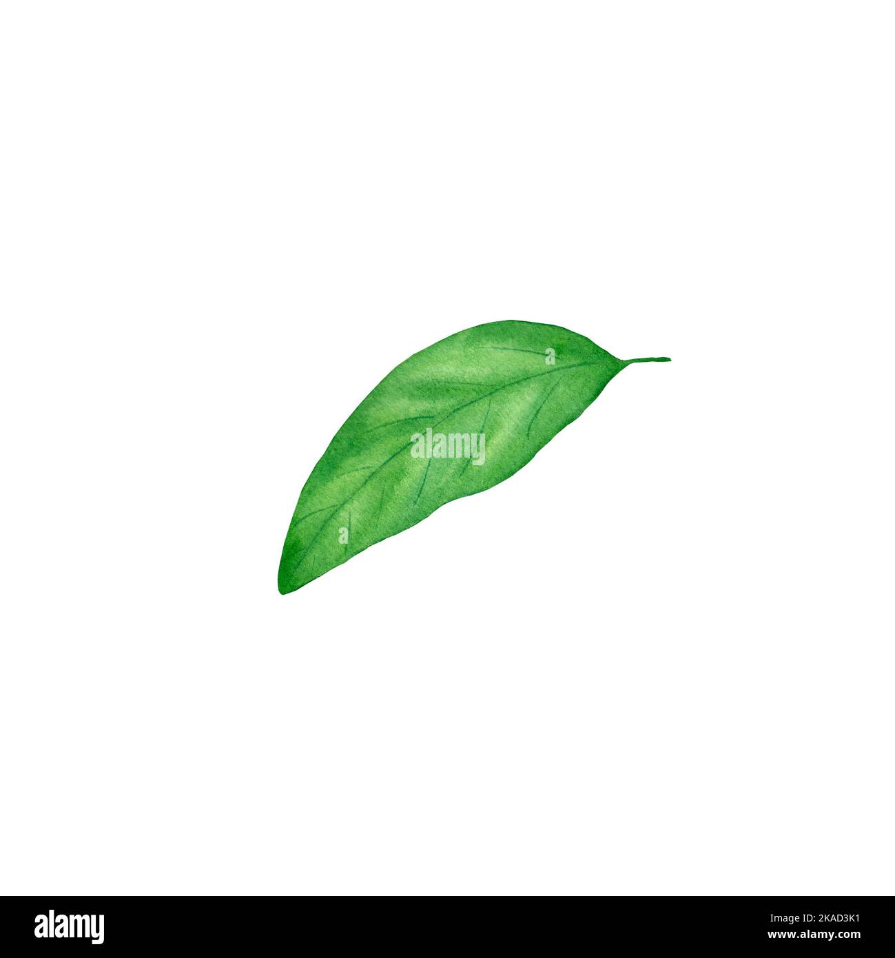 Watercolor lemon leaf. Botanical isolated illustration. Ready image for ...