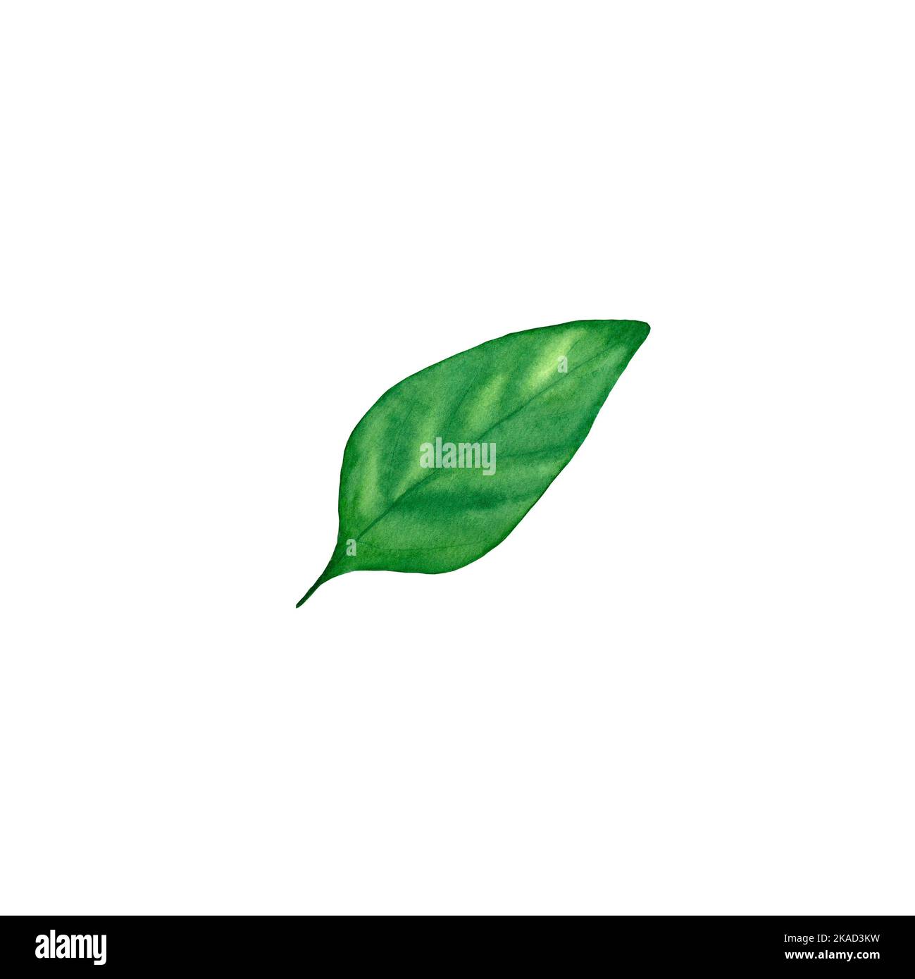 Watercolor lemon leaf. Botanical isolated illustration. Ready image for ...