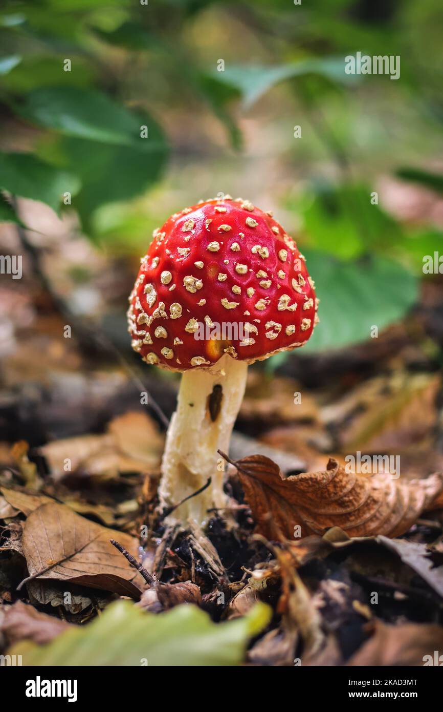 Red mushroom with white dots. Toadstool in a forest scenery. Photo in ...