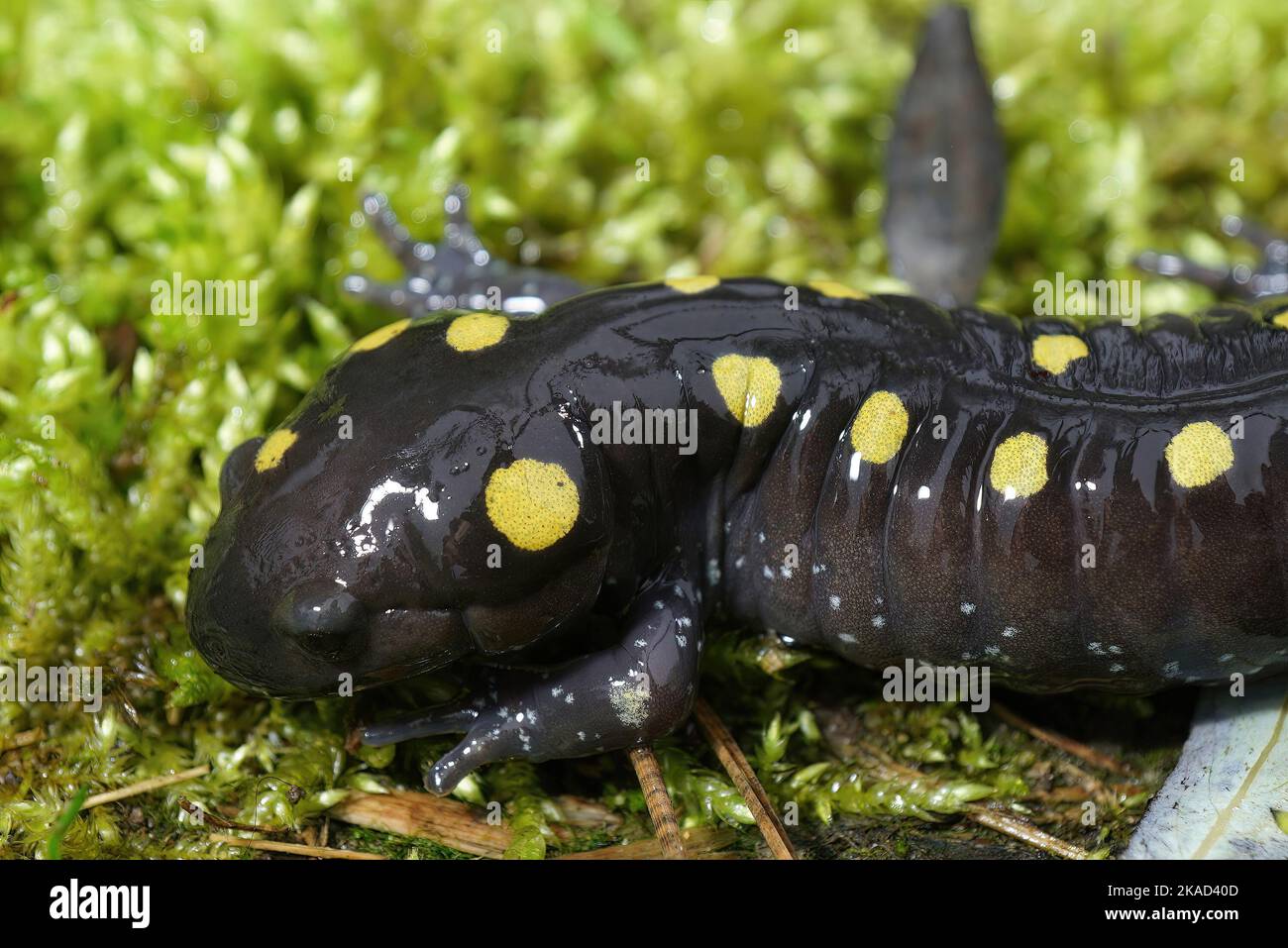 Closeup on an adult male North-American Spotted mole salamander ...