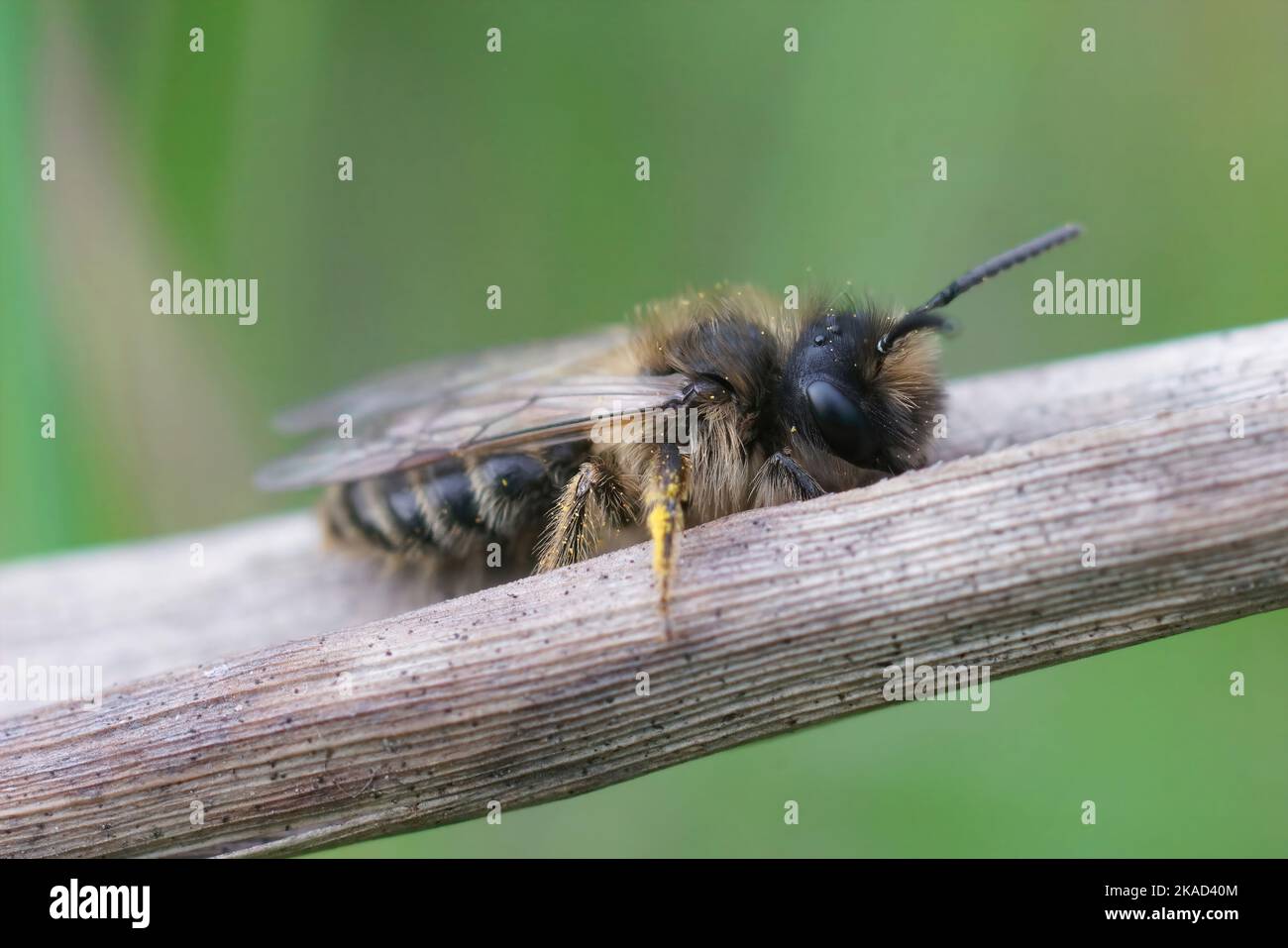 Closeup of a male yellow legged mining bee, Andrena flavipes Stock ...