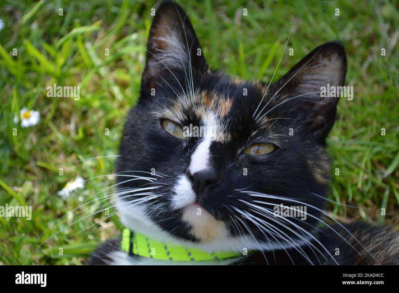 Tortoiseshell calico hi-res stock photography and images - Alamy