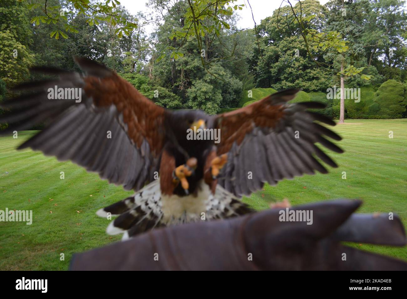 Harris hawk and talons hi-res stock photography and images - Alamy