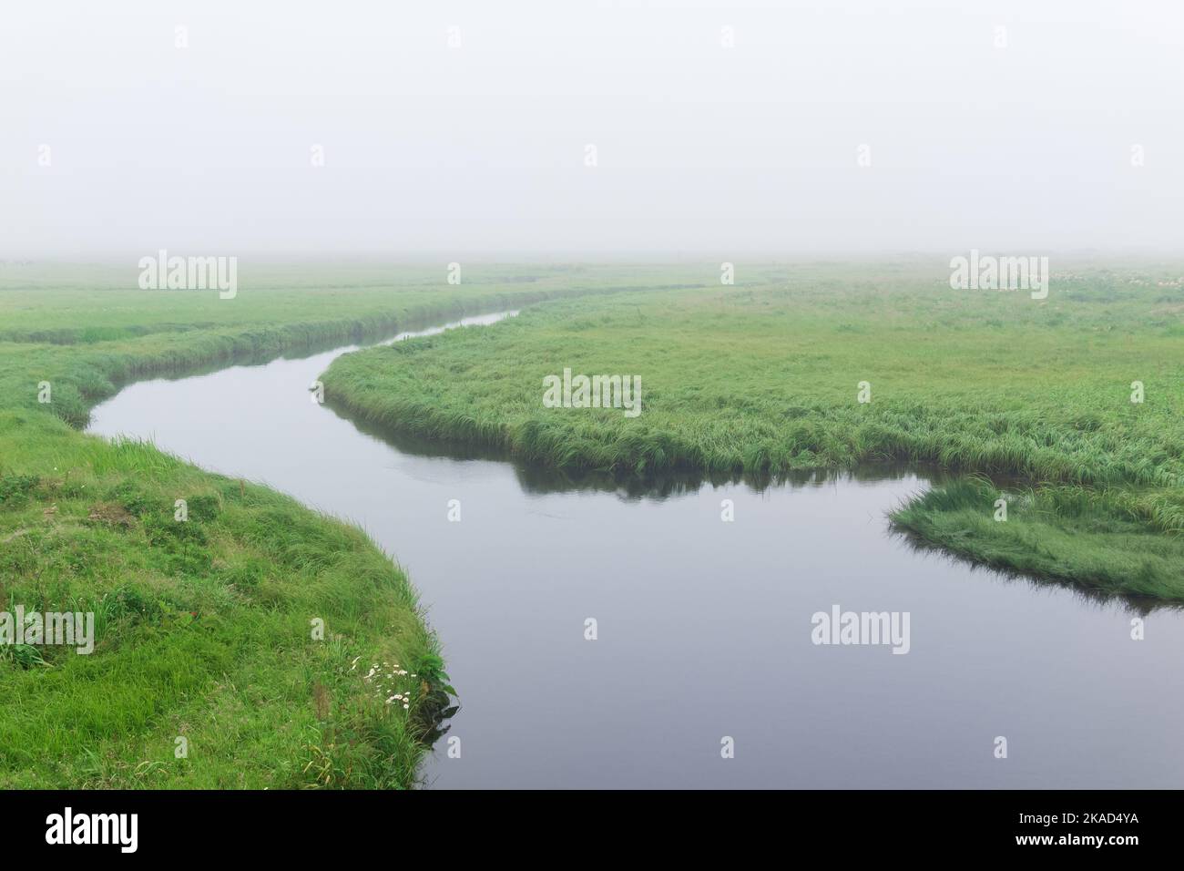 morning landscape, a vast meadow with lush grass is hidden by fog Stock ...