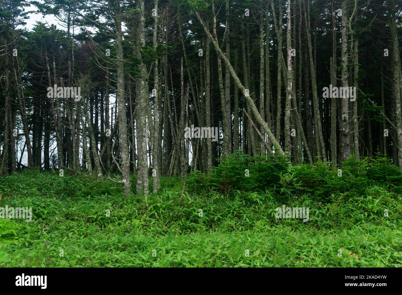 coastal forest with windbreak and dwarf bamboo undergrowth on the ...