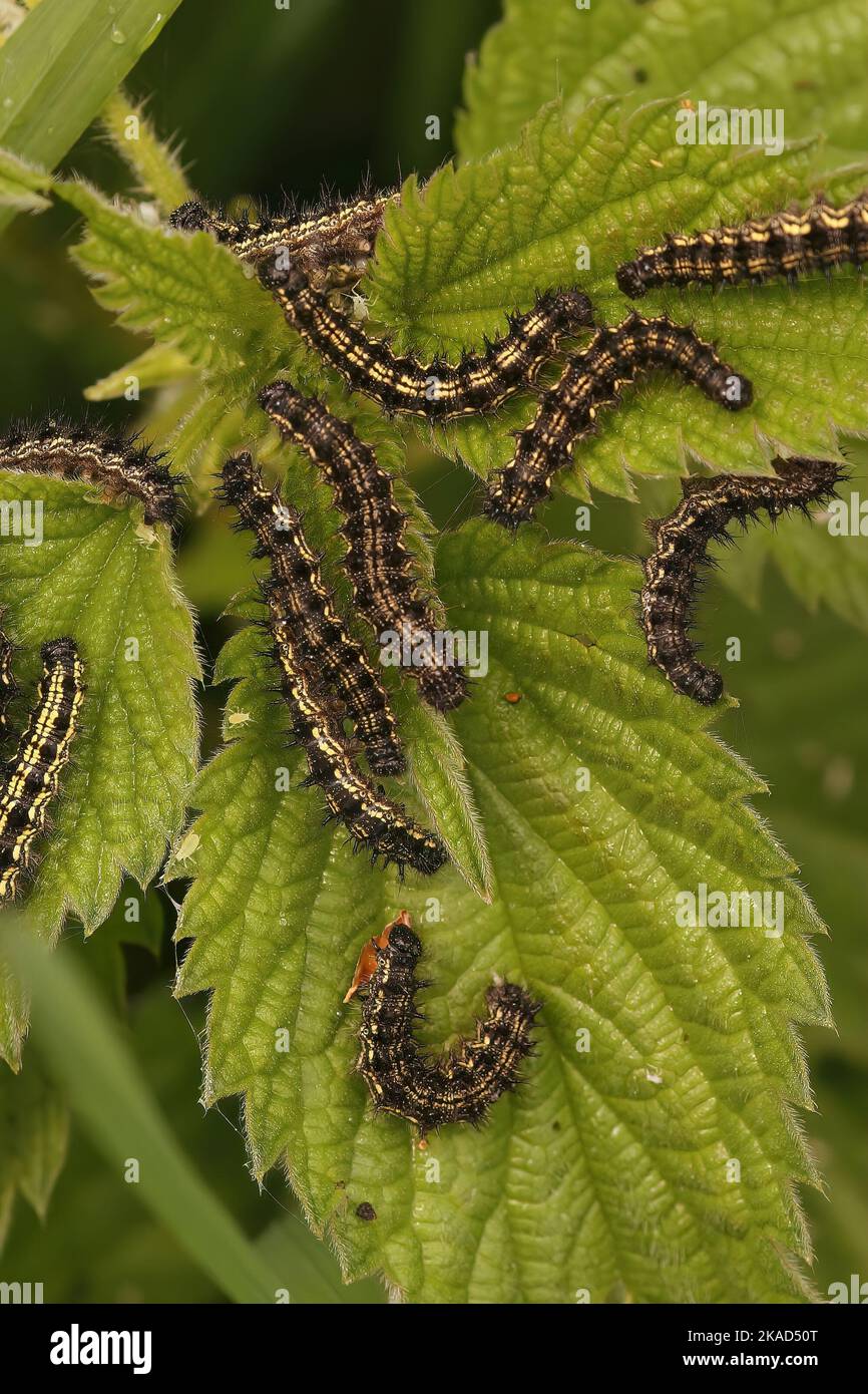 Closeup on caterpillar aggregation of the small tortoiseshell butterfly ...