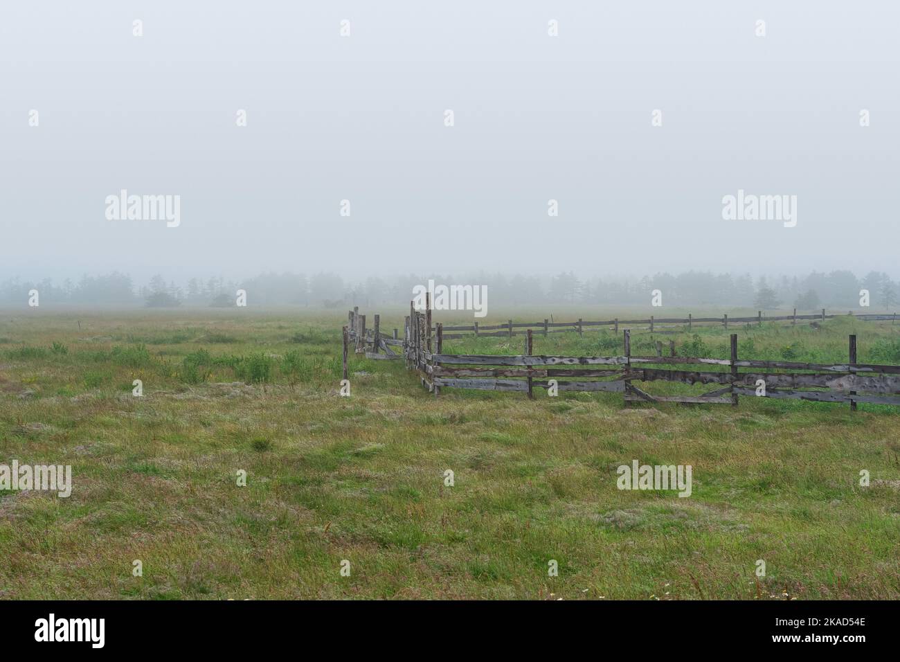 rural landscape, cattle paddock on a foggy meadow Stock Photo - Alamy