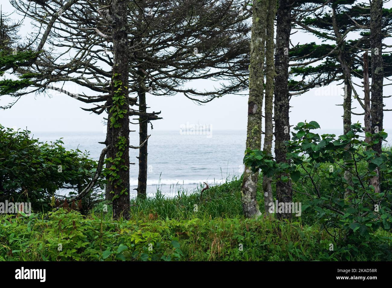 Coastal pine forest hi-res stock photography and images - Alamy