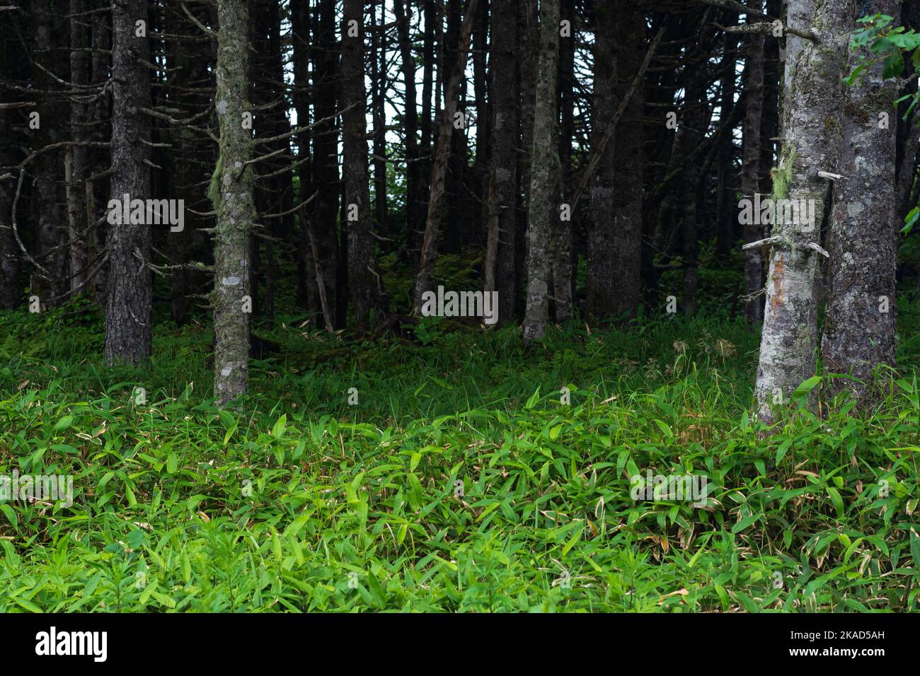 coastal forest with windbreak and dwarf bamboo undergrowth on the ...