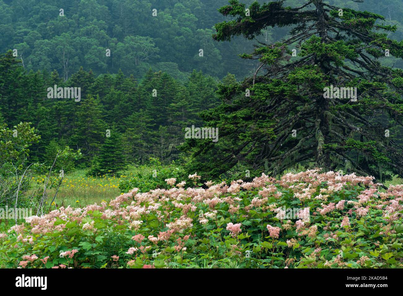 natural mountain forest landscape with lush vegetation on a cloudy day ...