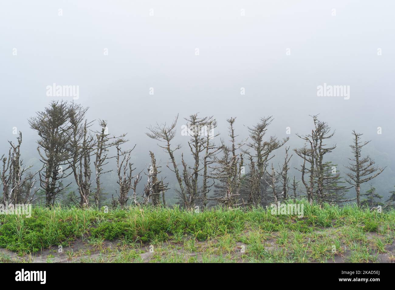 foggy coastal landscape with dwarf trees on the Pacific coast of the ...
