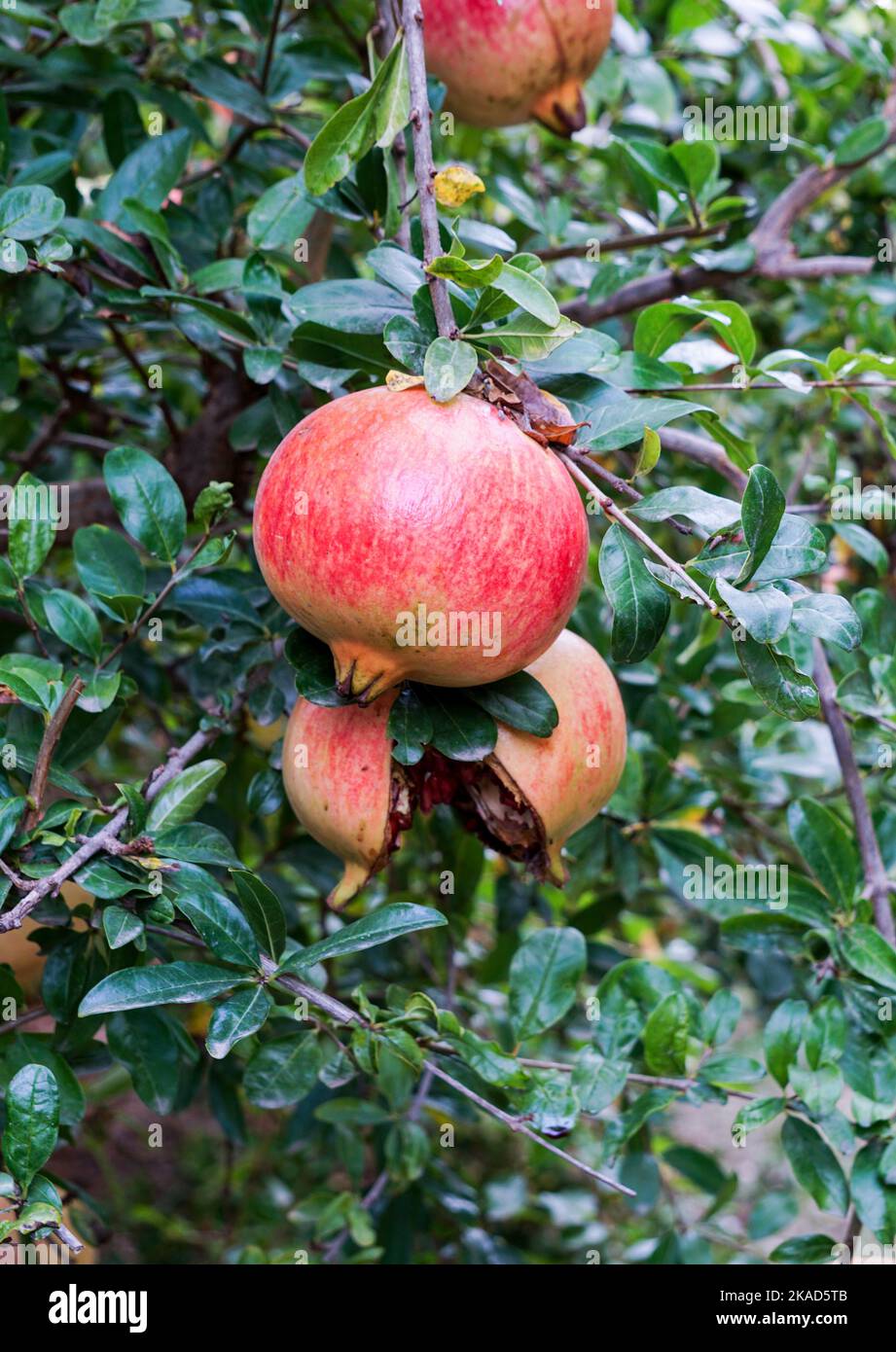 Pomegranate tree plantation in season hi-res stock photography and ...