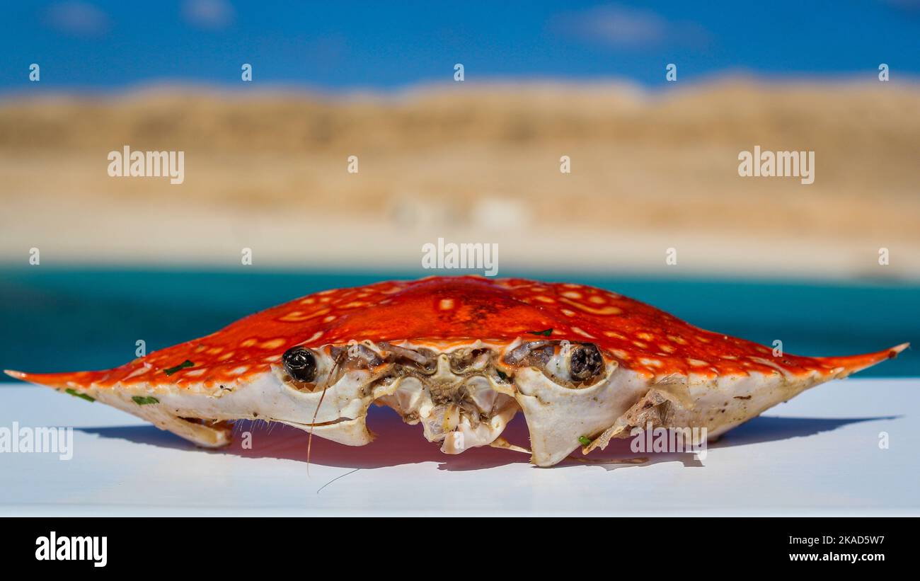 A cooked steamed crab in a shell with blurred background on Giftun ...