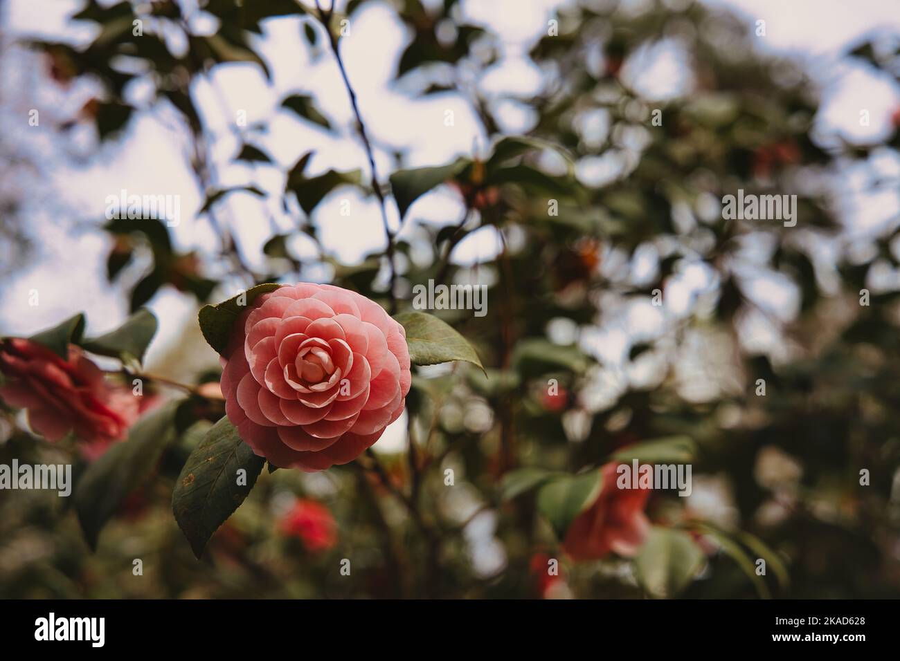 pink camellia flower in bloom Stock Photo - Alamy