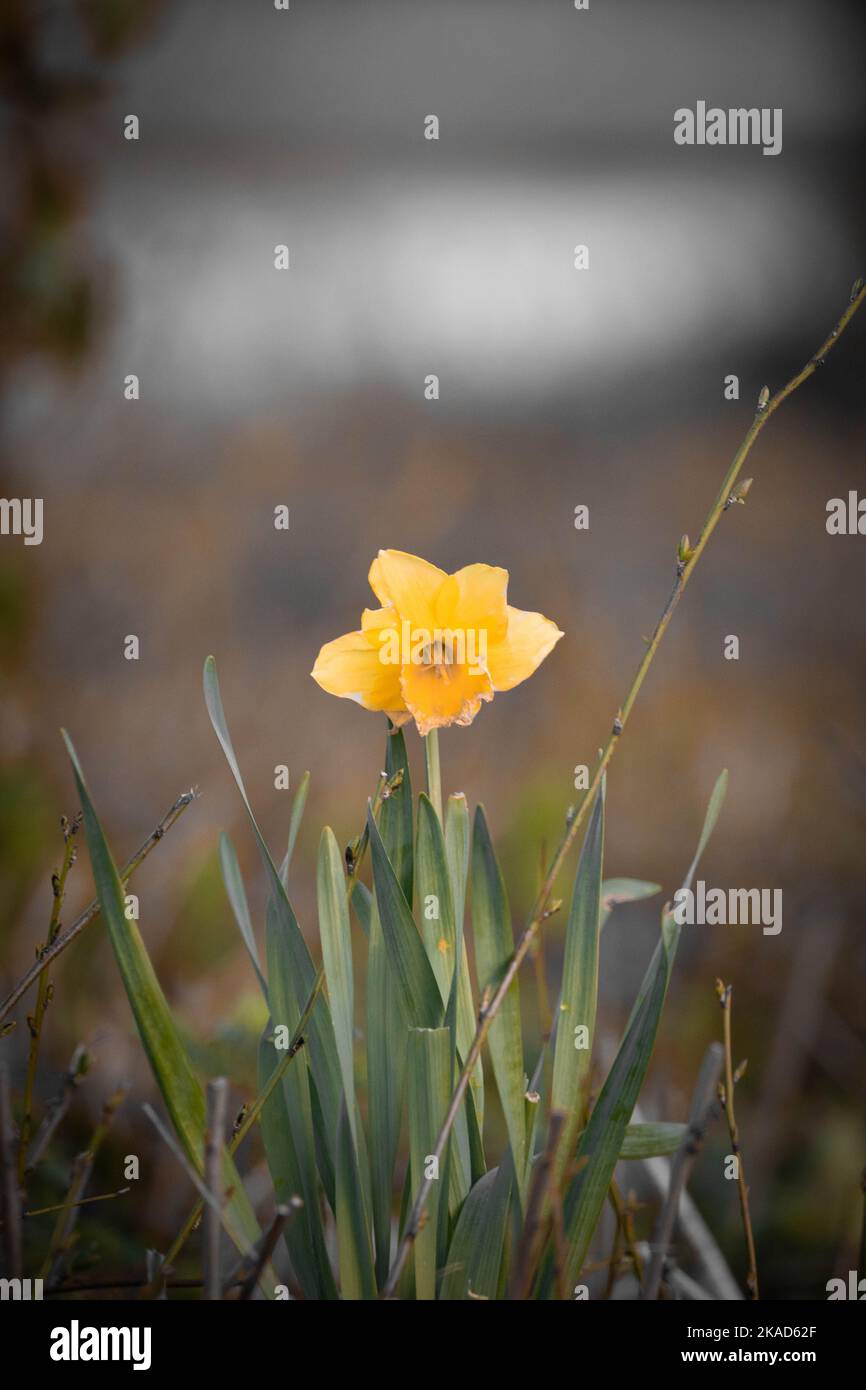 A beautiful shot of a yellow daffodil Stock Photo - Alamy