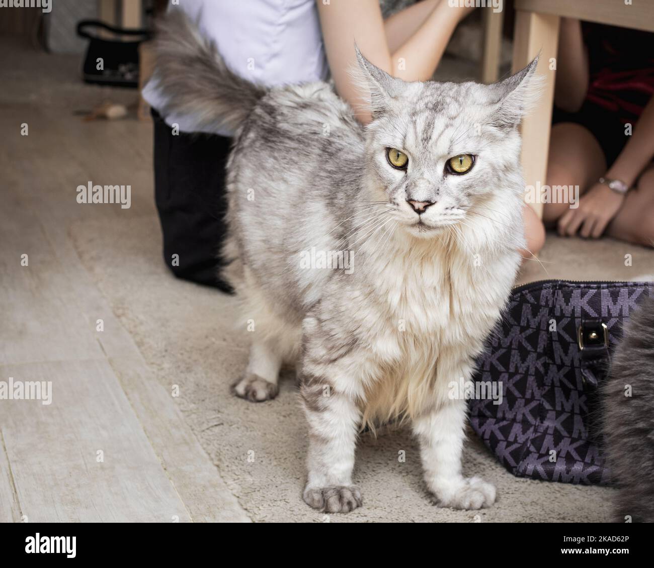 A closeup of a cute gray cat on the floor Stock Photo - Alamy