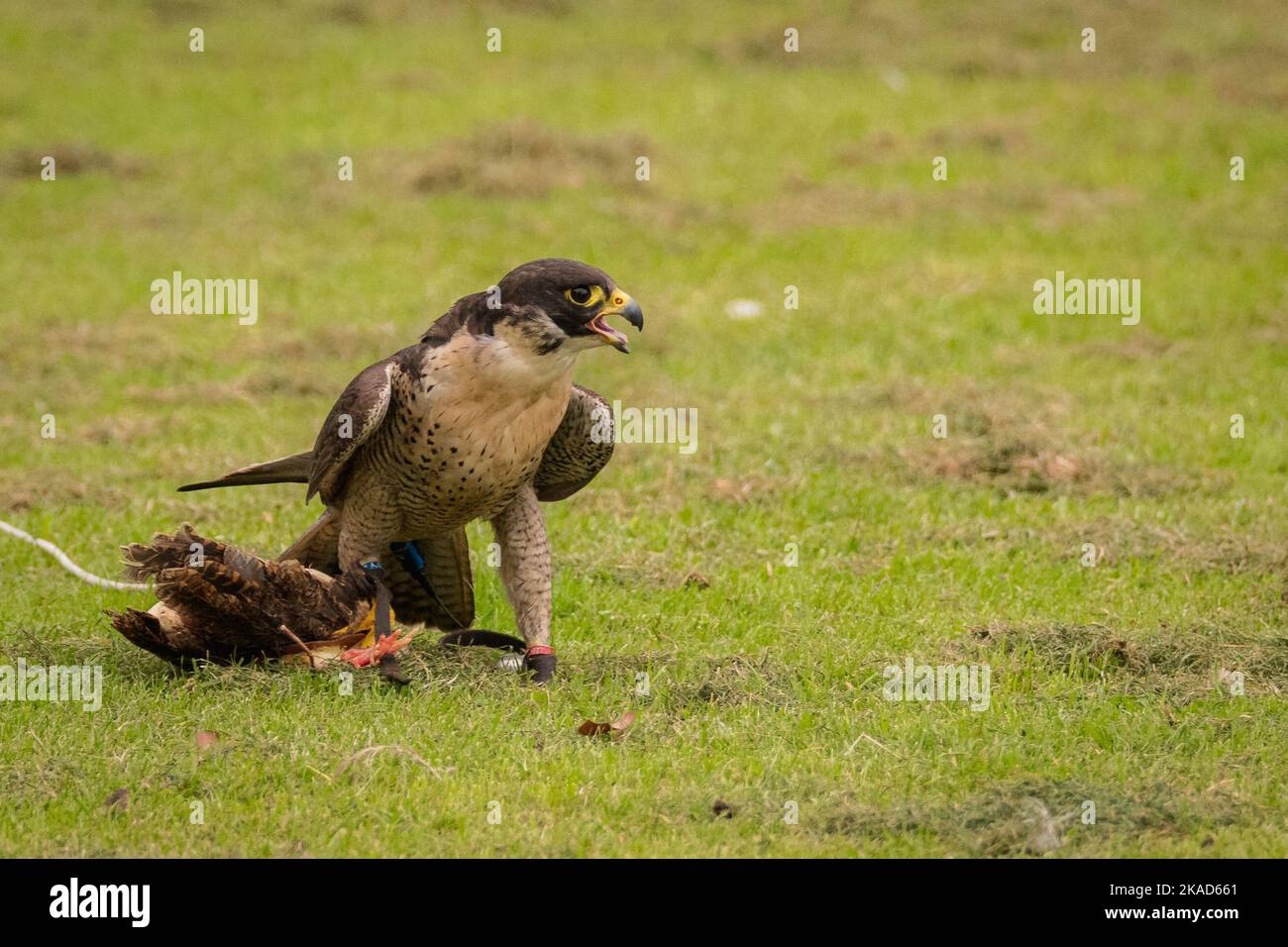 A peregrine falcon (Falco peregrinus) holding a small bird with its ...