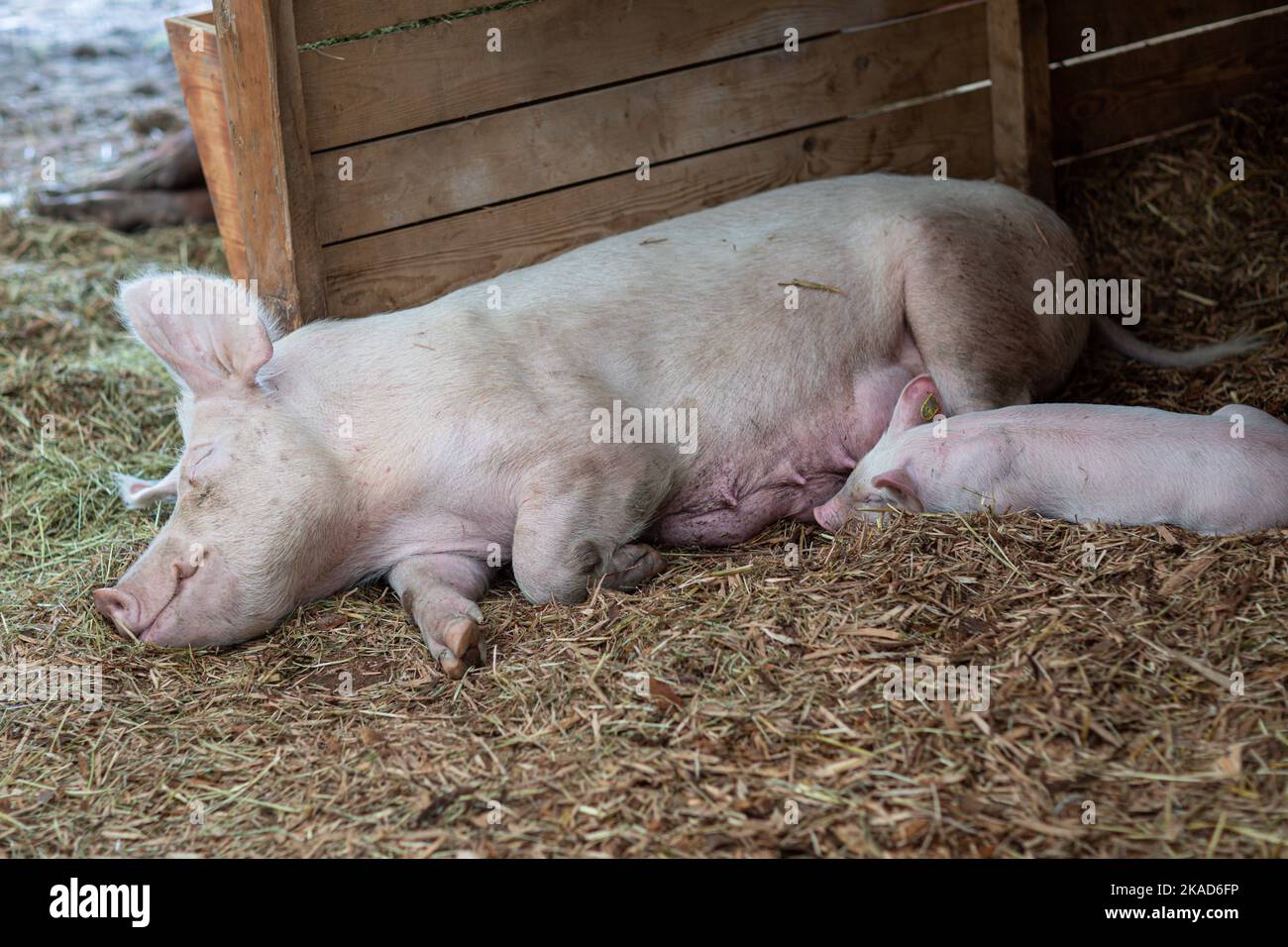 Sleeping on hay hi-res stock photography and images - Alamy