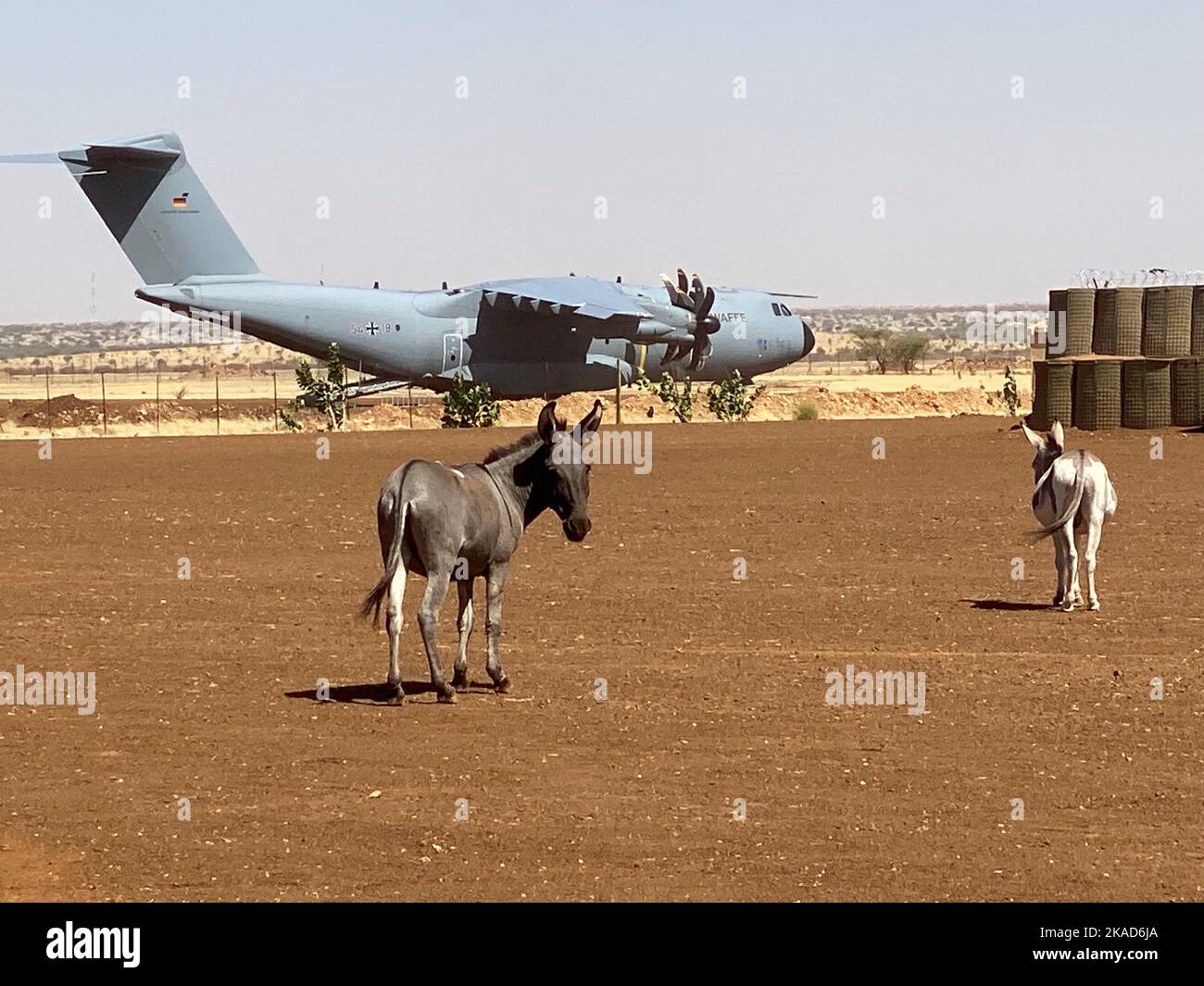 01 November 2022, Niger, Tillia: Two donkeys stand next to the runway ...