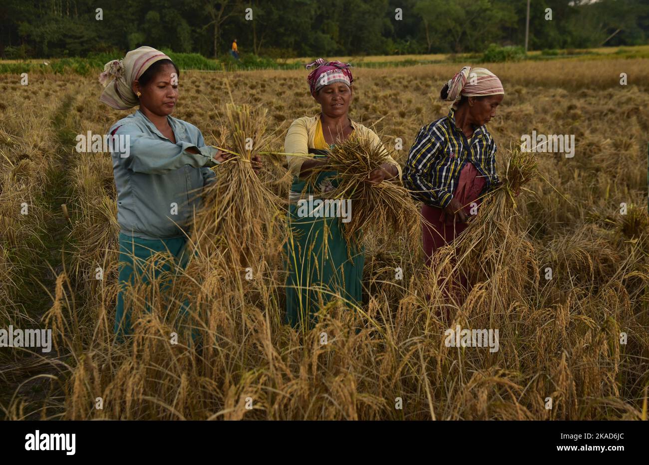 Guwahati, Guwahati, India. 1st Nov, 2022. Bodo tribal women cut ...