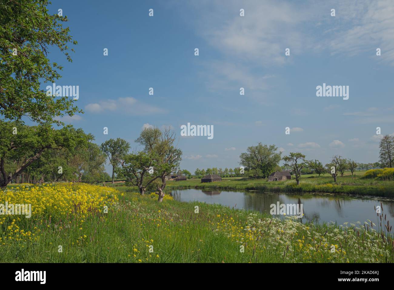 A nature landscape with trees, river and yellow flowers Stock Photo - Alamy