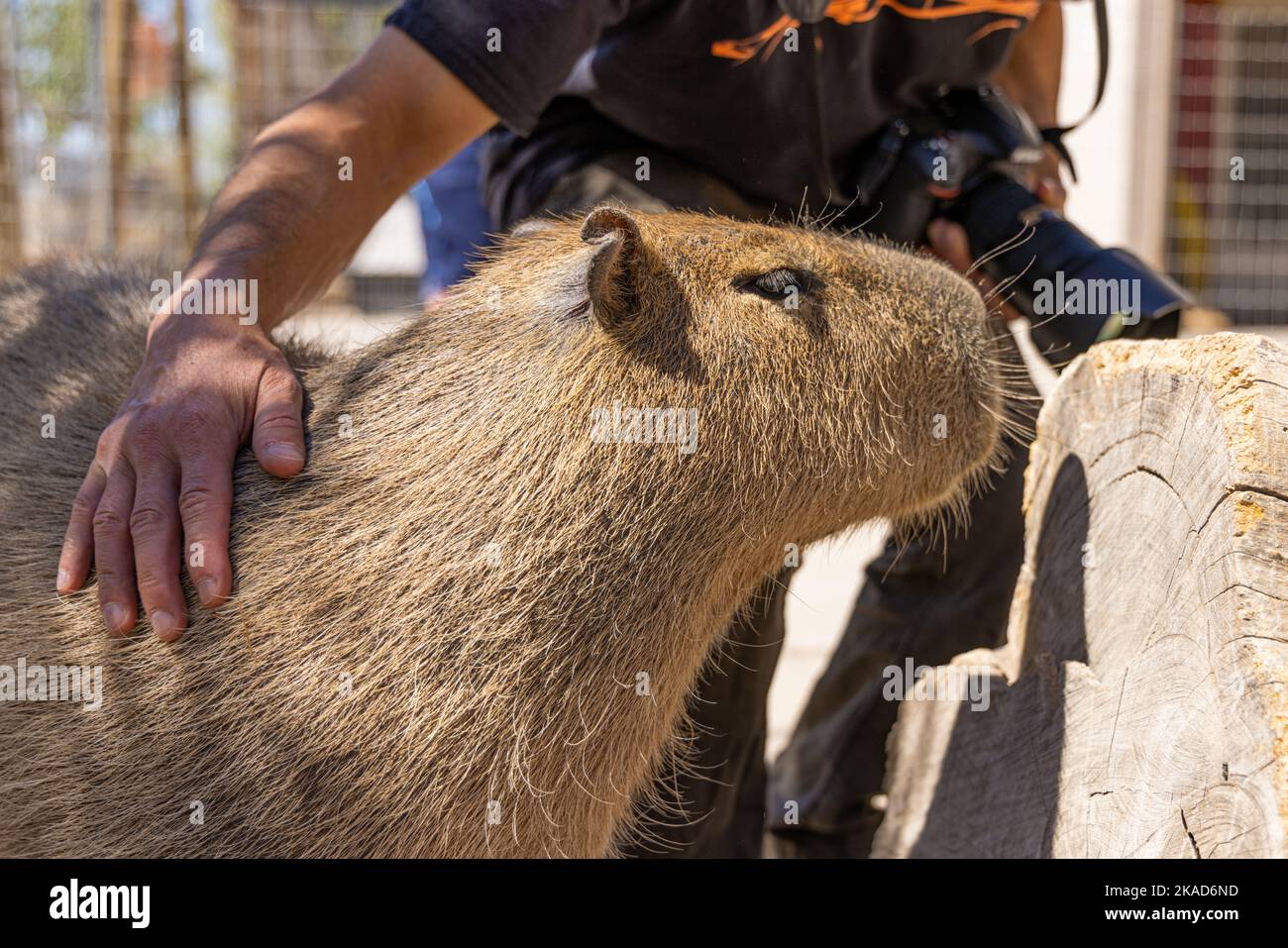 A capybara (hydrochoerus hydrochaeris) at the zoo in Arizona, USA Stock ...