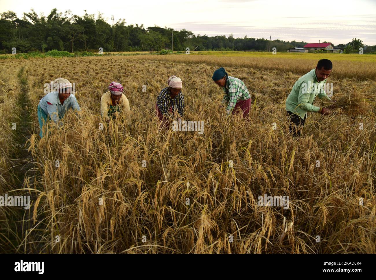 Guwahati, Guwahati, India. 1st Nov, 2022. Bodo tribal women cut ...
