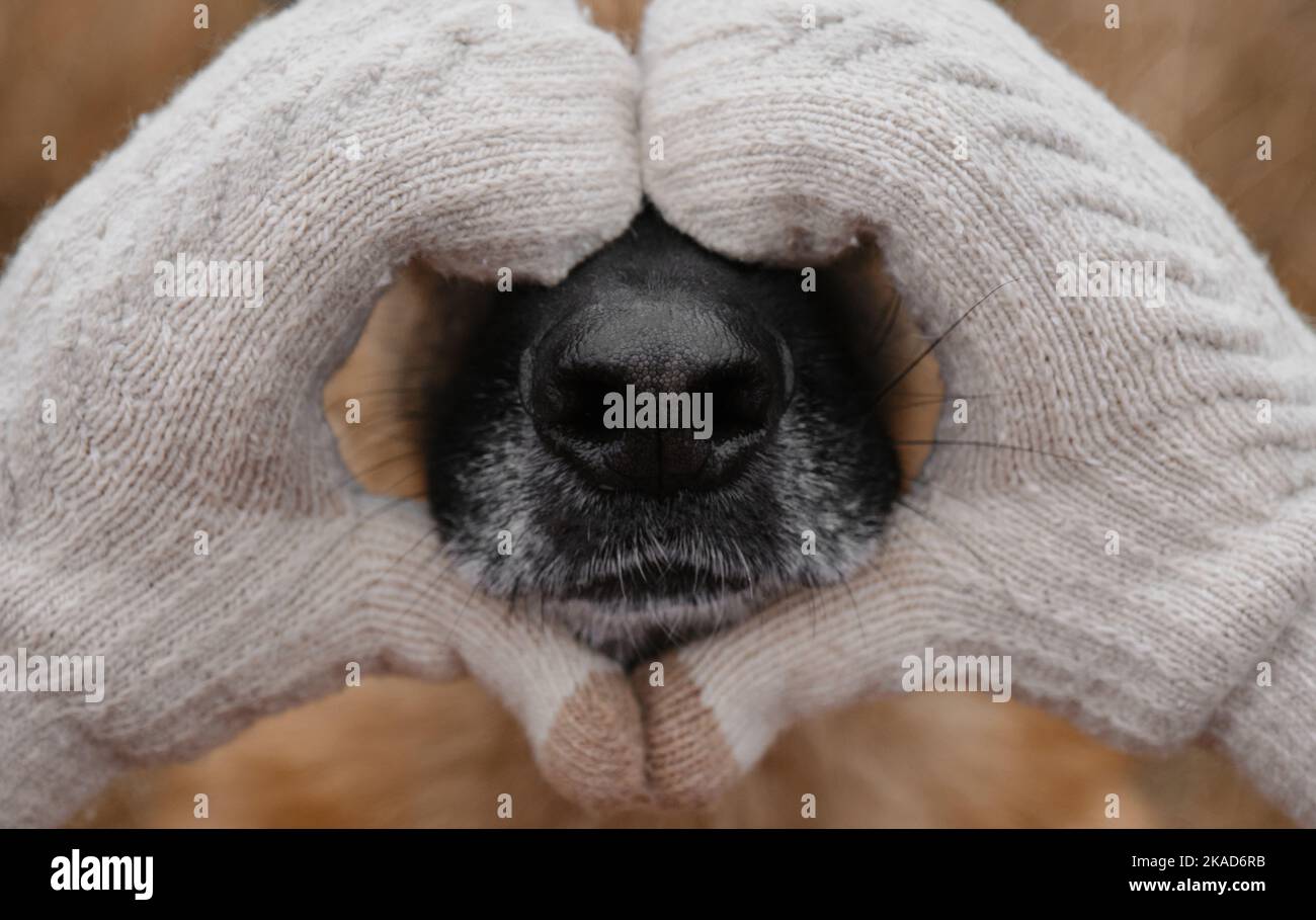 Touching dog in knitted mittens with hands. Serious adult German ...