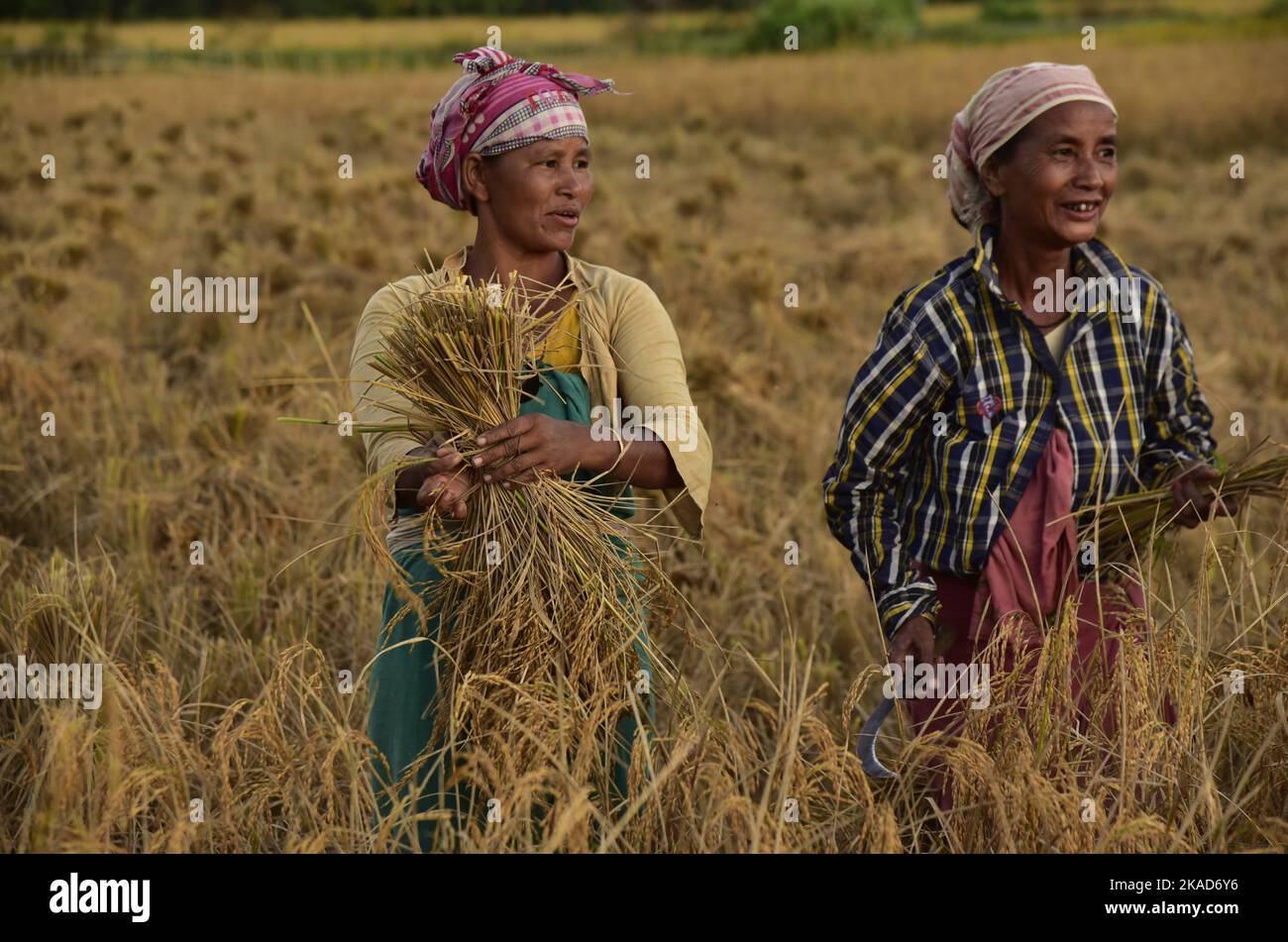 November 1, 2022, Guwahati, Guwahati, India: Bodo tribal women cut harvesting rice paddy from ...