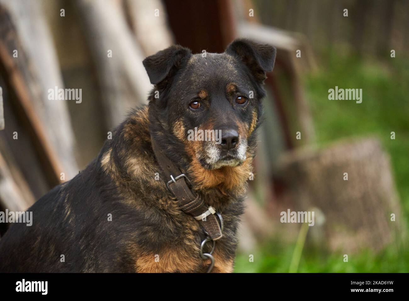 Closeup portrait of a chained big guard dog in the yard Stock Photo - Alamy
