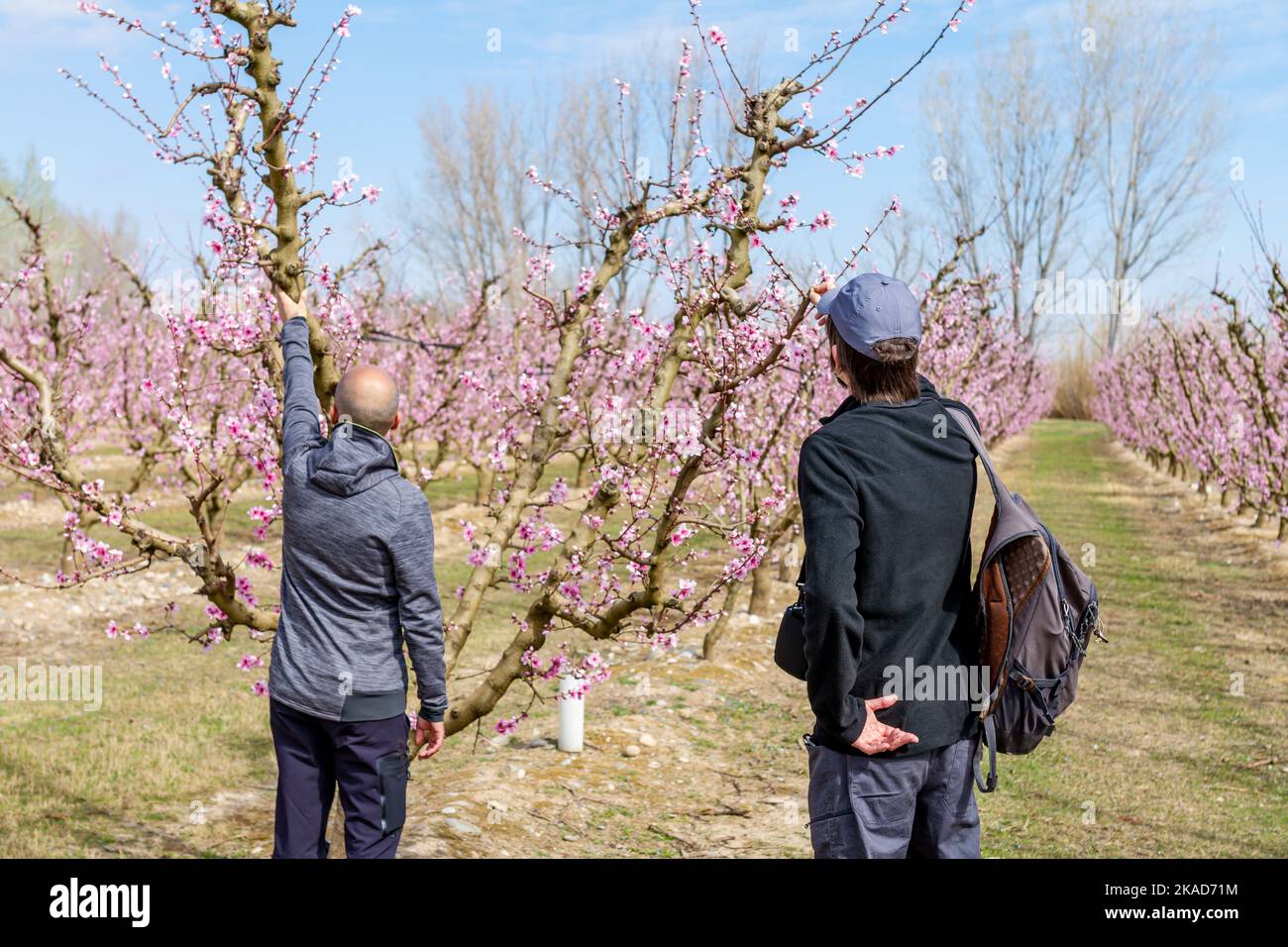 Two boys with their backs turned observing peach trees in bloom in ...