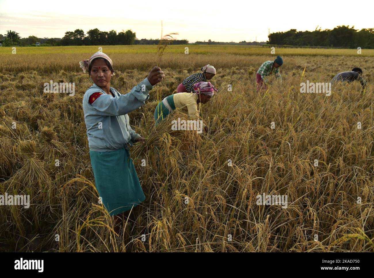 November 1, 2022, Guwahati, Guwahati, India: Bodo tribal women cut ...