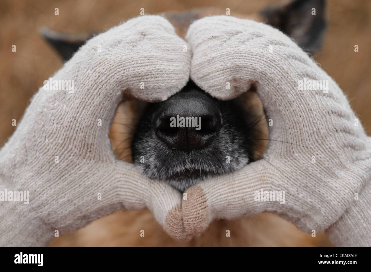 Touching dog in knitted mittens with hands. Serious adult German ...