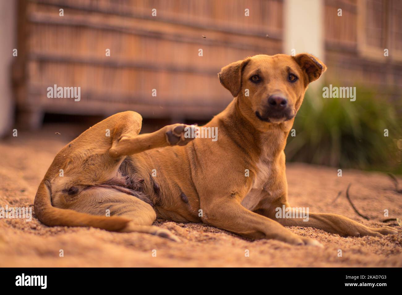 A shallow focus shot of an Africanis dog laying on a dusty land in ...