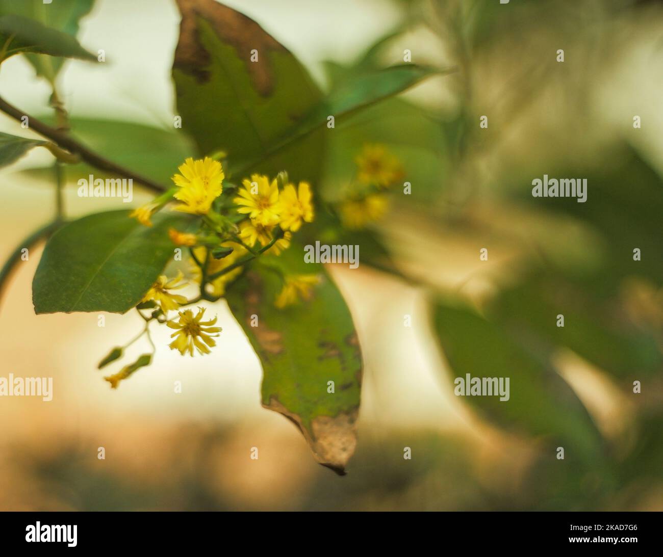 Tilia cordata blossom hi-res stock photography and images - Alamy