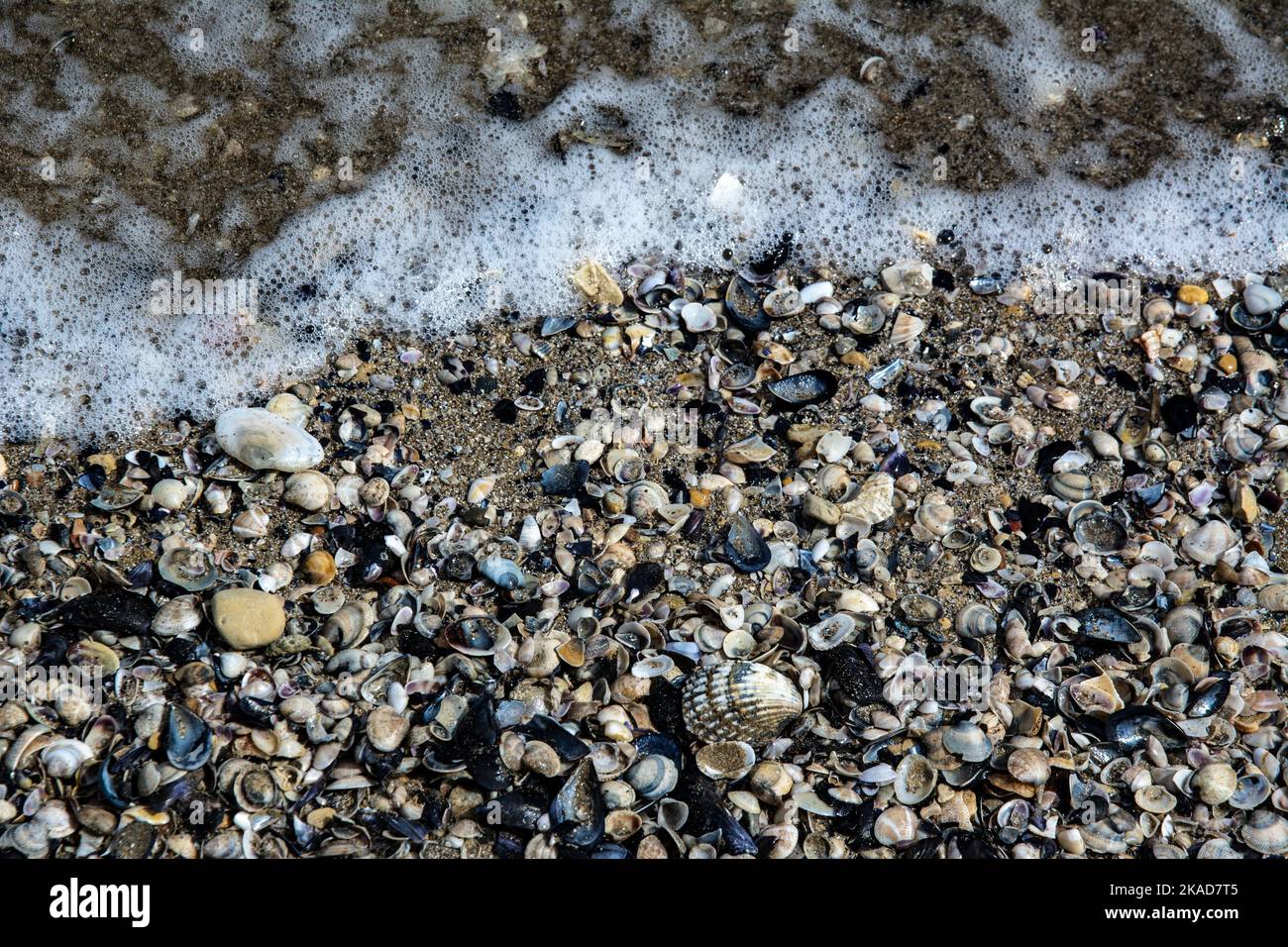 A closeup shot of shells on a sandy wet ground on the beach Stock Photo ...