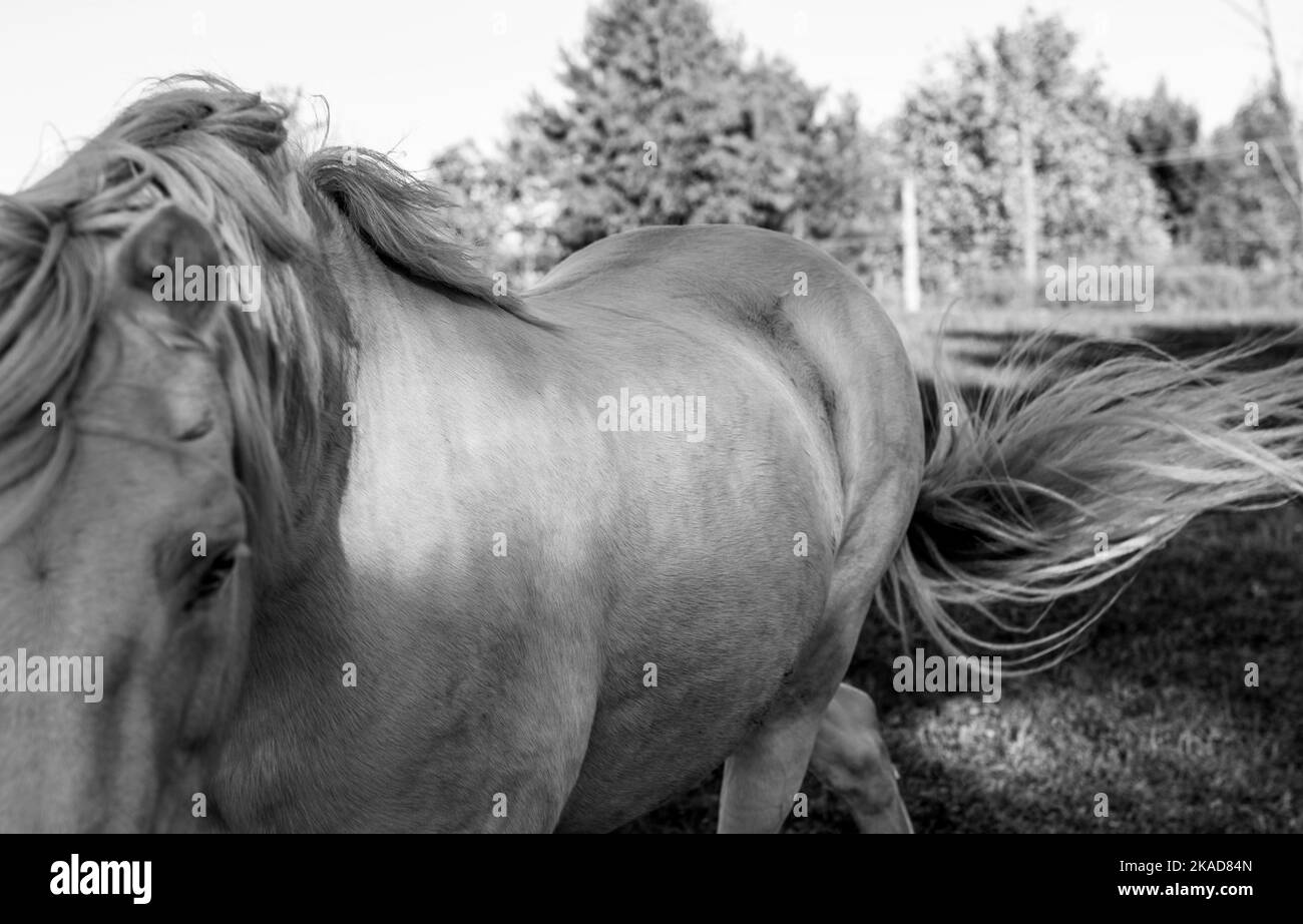 Colored mix Black and White Stock Photos & Images - Alamy