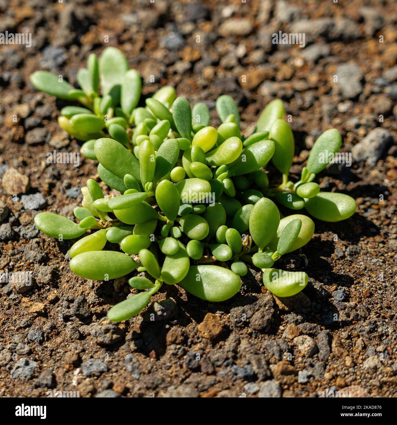 Sea purslane hawaii hi-res stock photography and images - Alamy