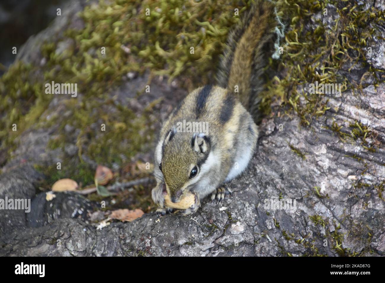 A selective focus shot of an adorable striped Siberian chipmunk eating ...