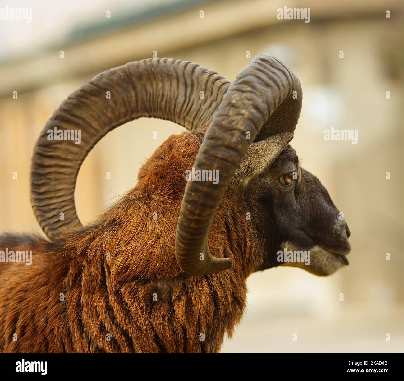 Close-up profile portrait of an adult male mouflon head with huge horns ...