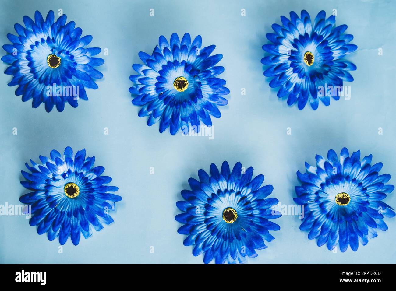 A top view of blue flowers on a light blue background Stock Photo - Alamy